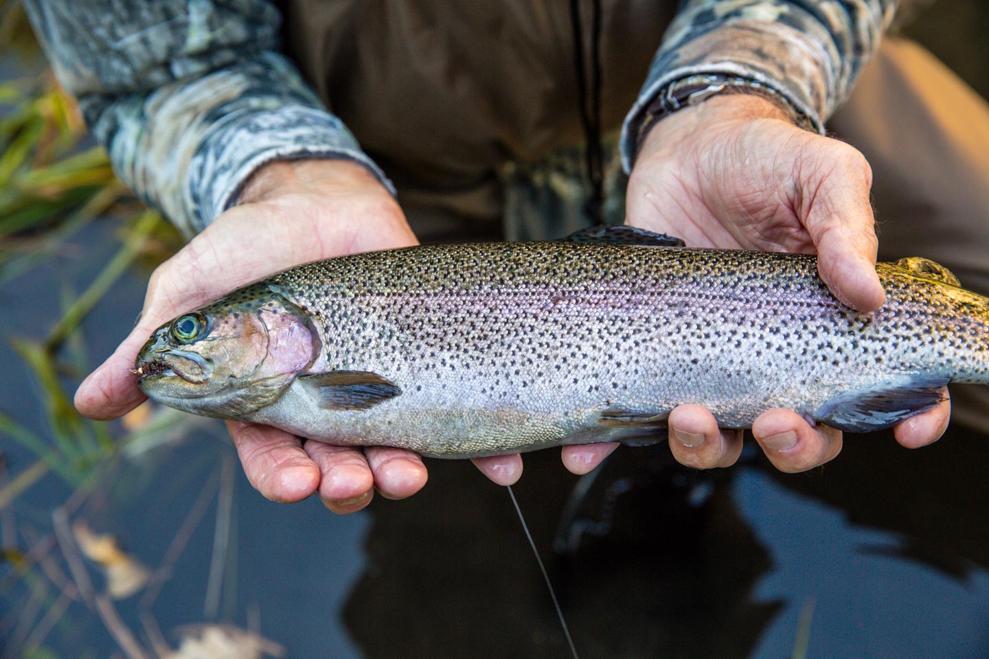 Best Summer Trout Fishing Tips - Ultimate Guide to Fishing Success