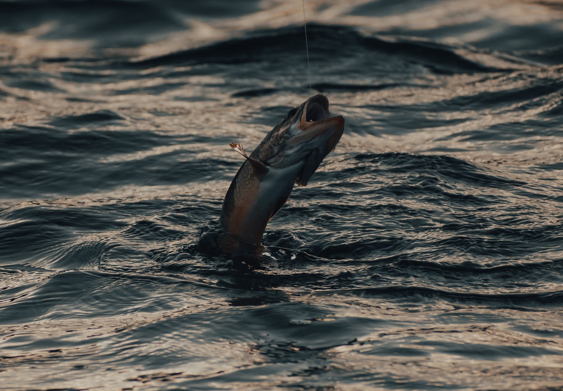 Wacky Rig vs. Neko Rig Fishing Techniques | Choosing the Right One ...