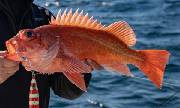 Rock Fish - Ultimate Guide to Fishing Success
